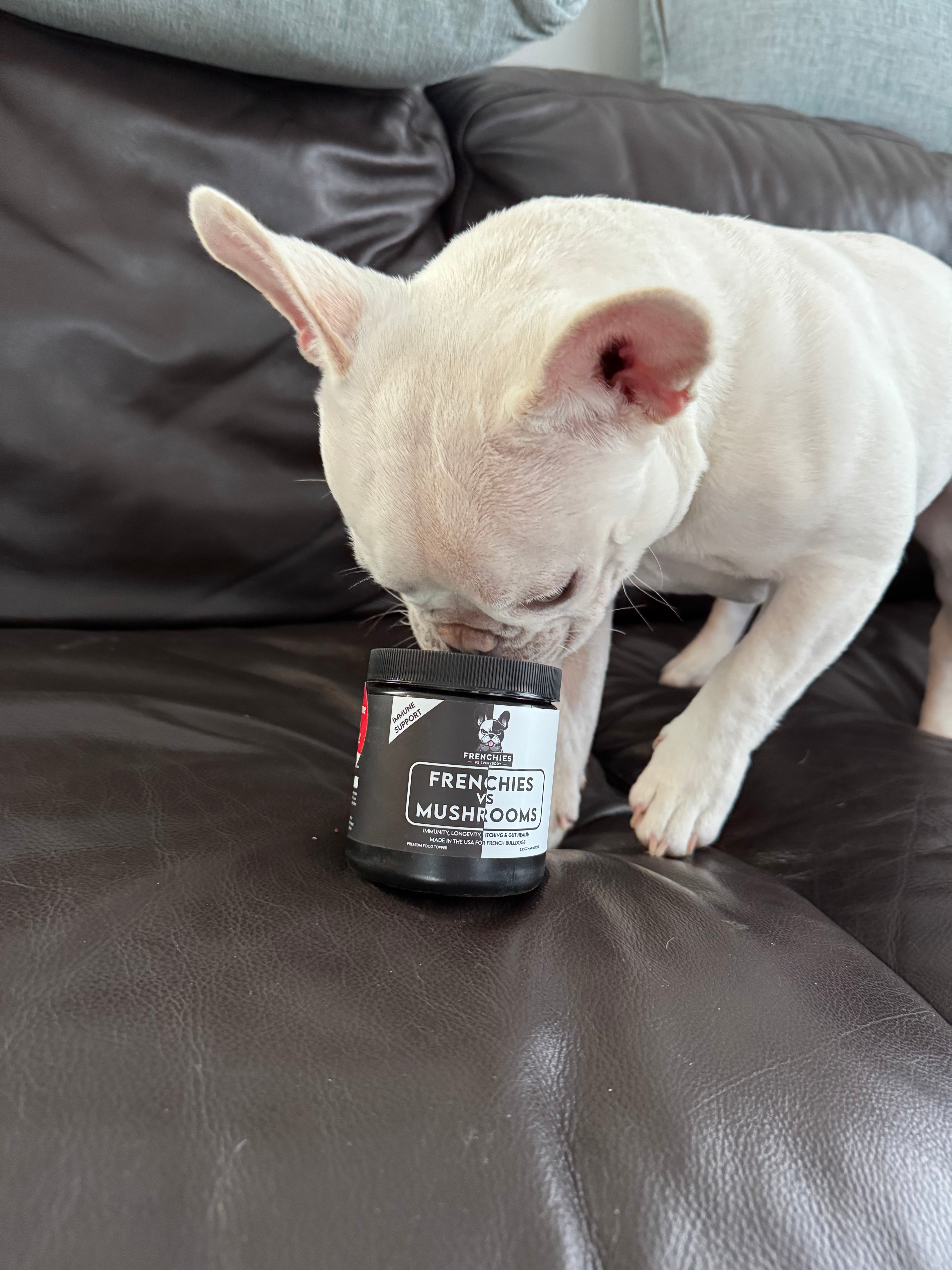 Meet Henry: A Frenchie Spotlight – Frenchies vs Everybody