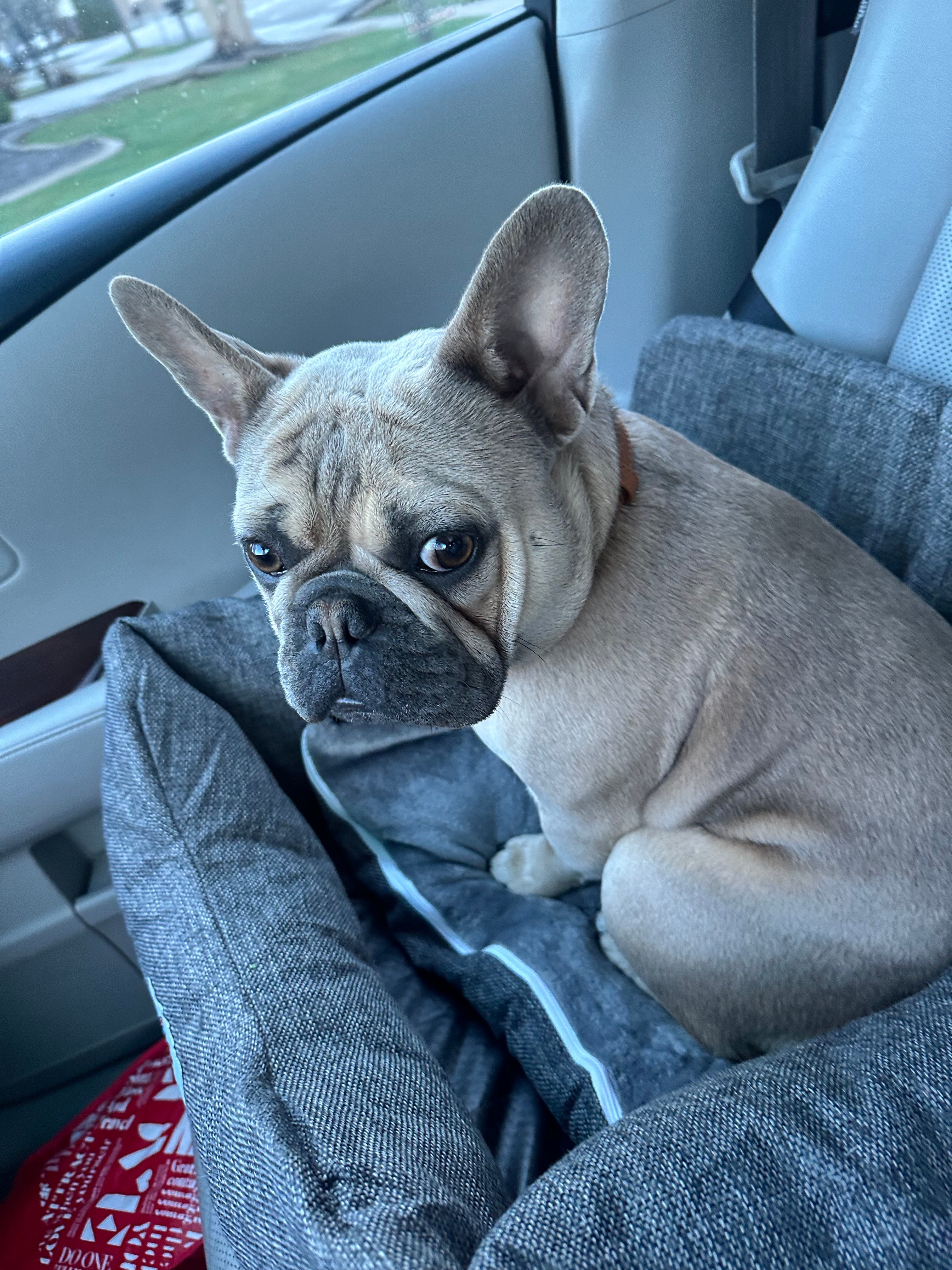 Meet Walter: A Frenchie Spotlight – Frenchies vs Everybody